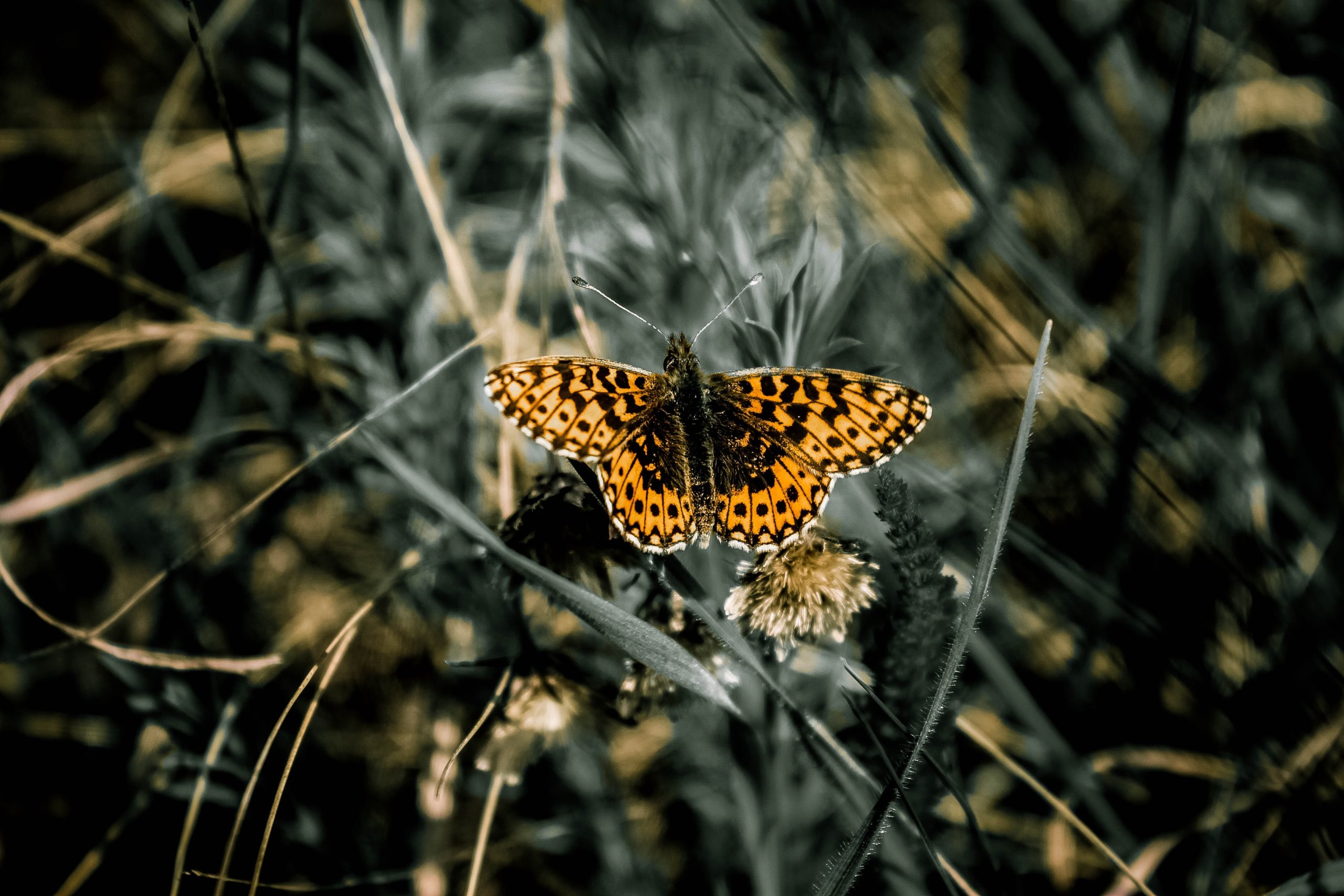Nature in a new light - Bienvenue en Provence